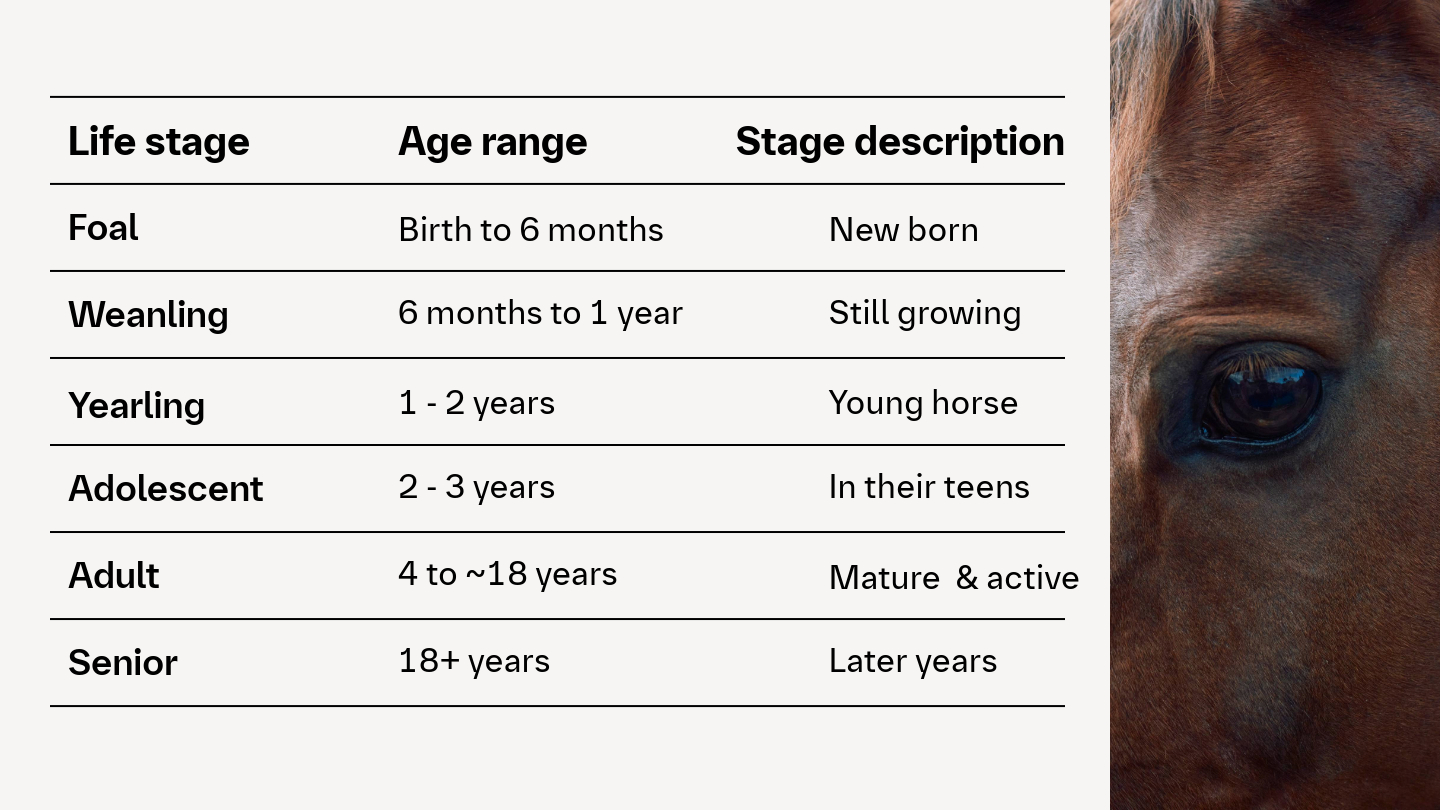 The Life Stages Of A Horse Boehringer Ingelheim AT The Life Stages Of A Horse Boehringer Ingelheim AT